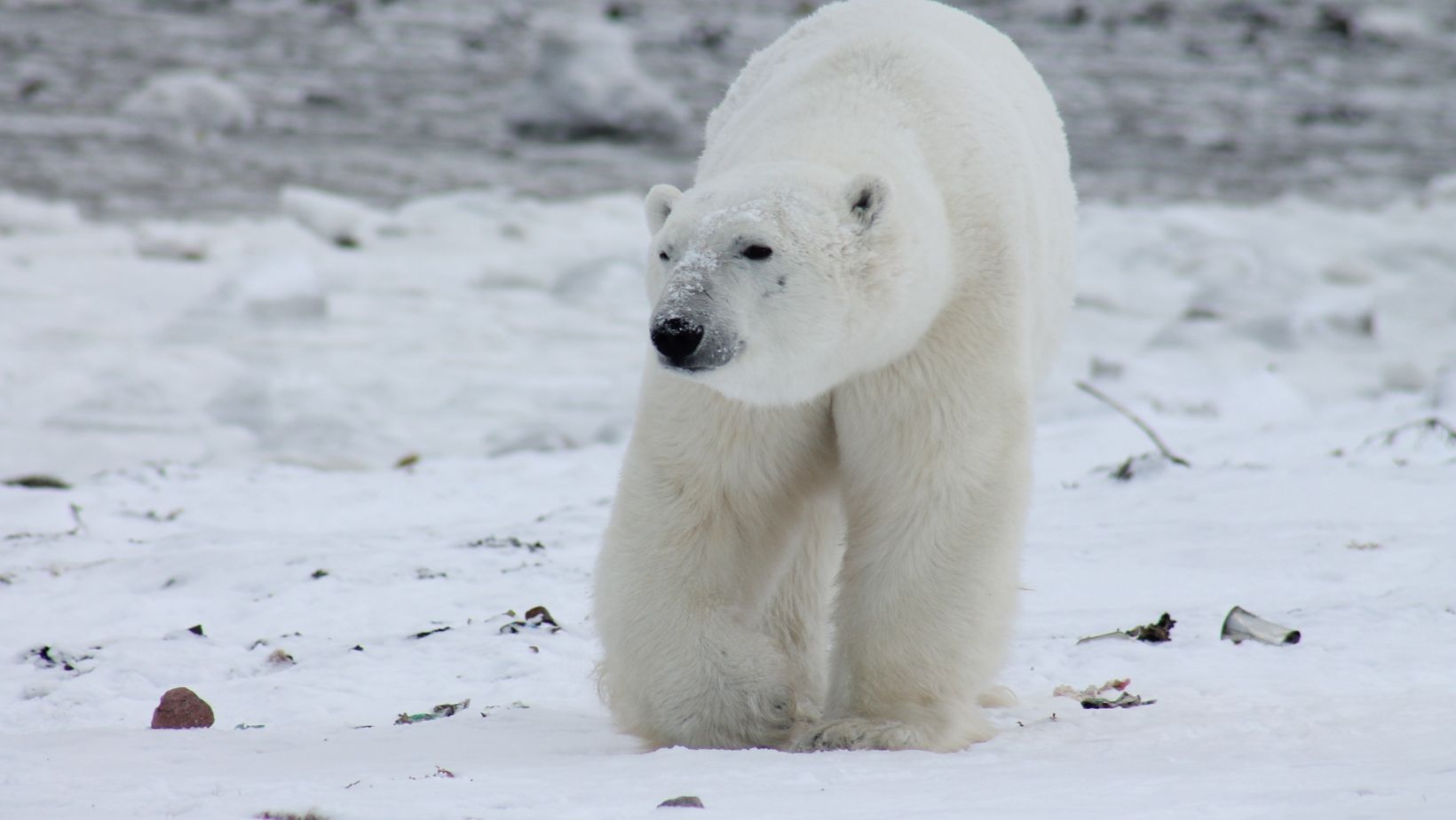 Wildlife Encounters on a Svalbard Cruise: From Polar Bears to Arctic ...